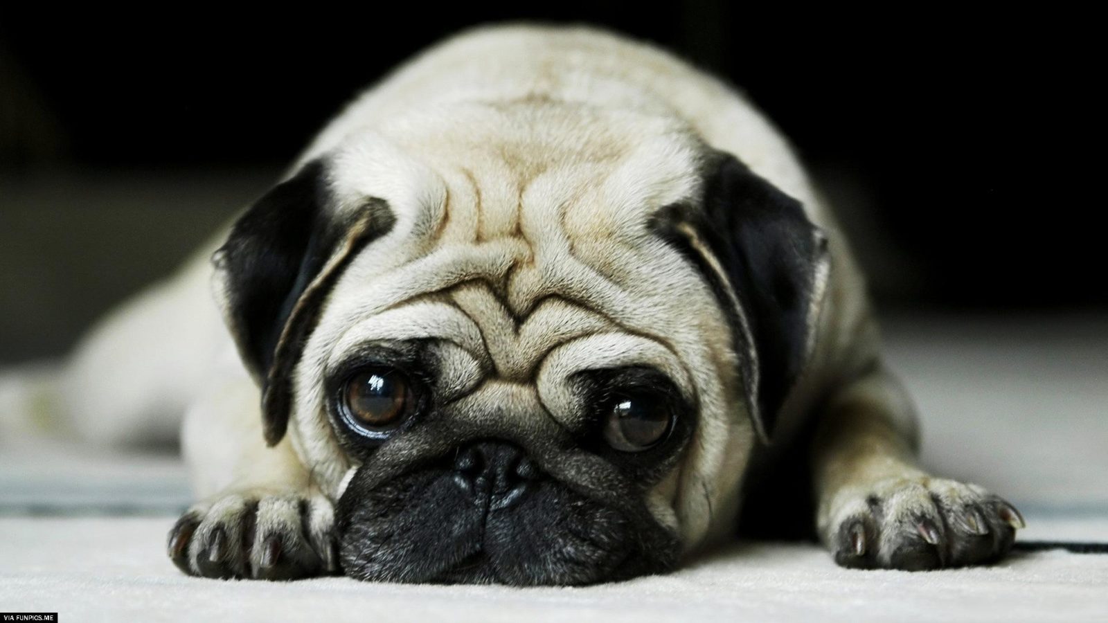 Pugs doing the sorry face makes you literally melt