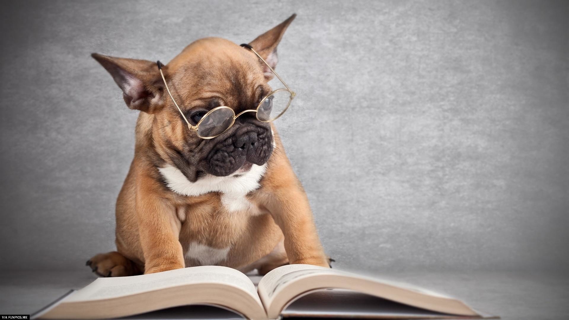 25 dogs who look like the smart type with glasses