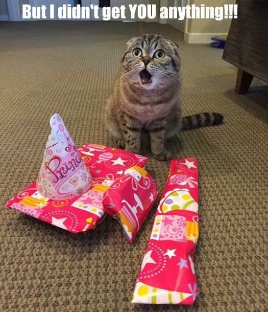 40 funny memes about cats guaranteed to make you giggle