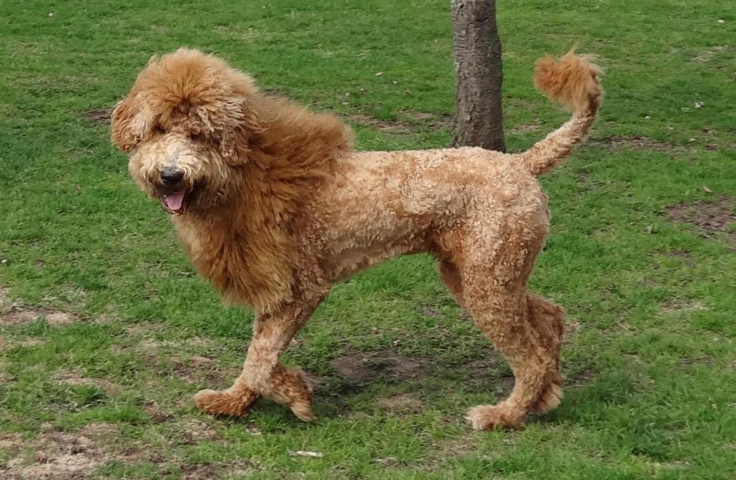 35 funny dog haircuts: These dogs are the real victims of laughter here!