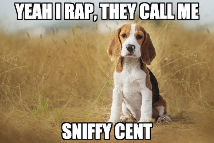 23 funny beagle memes that will make you laugh non-stop