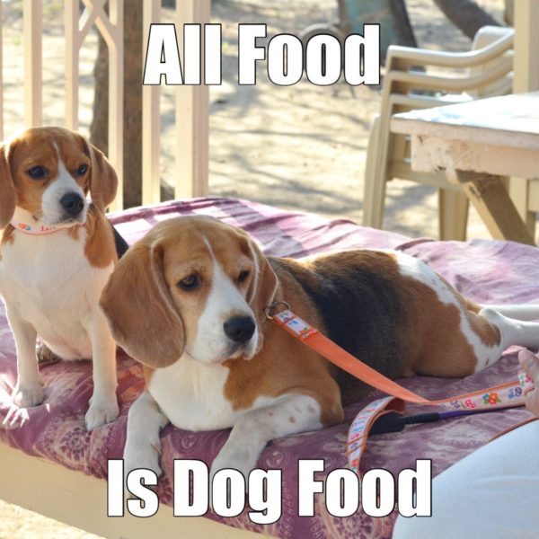 23 funny beagle memes that will make you laugh non-stop