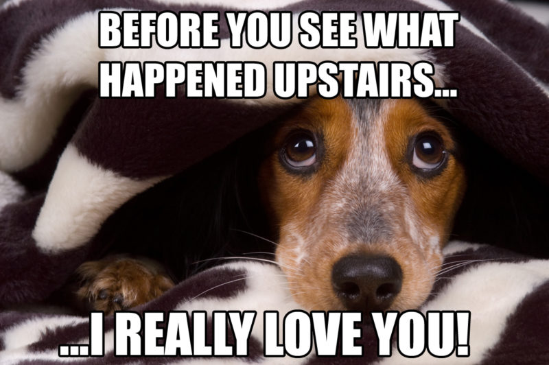 23 funny beagle memes that will make you laugh non-stop
