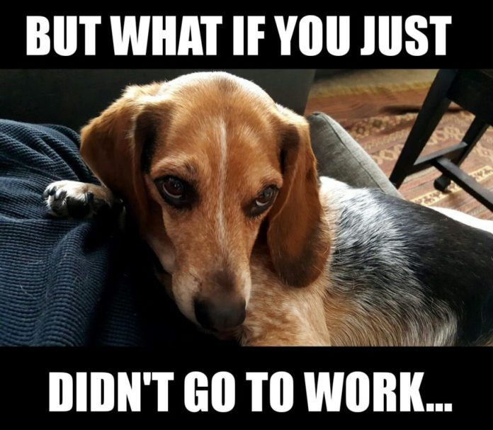 23 funny beagle memes that will make you laugh non-stop