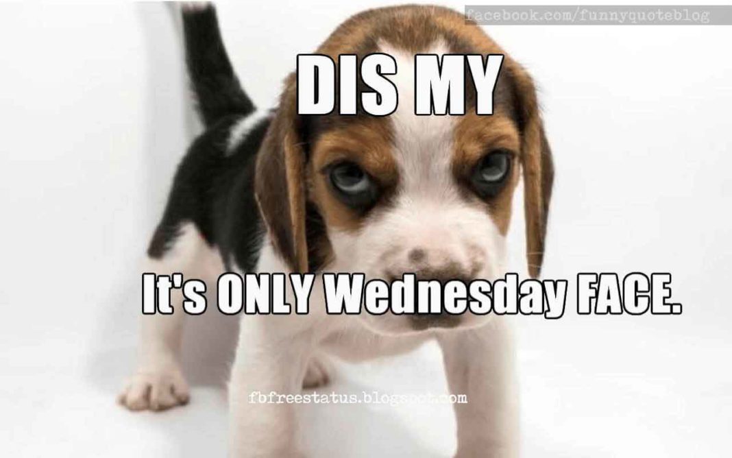 23 funny beagle memes that will make you laugh non-stop
