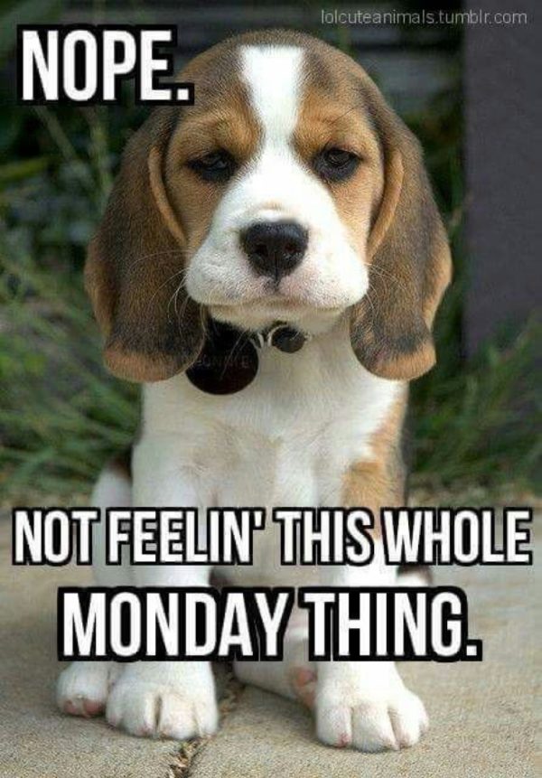 23 funny beagle memes that will make you laugh non-stop