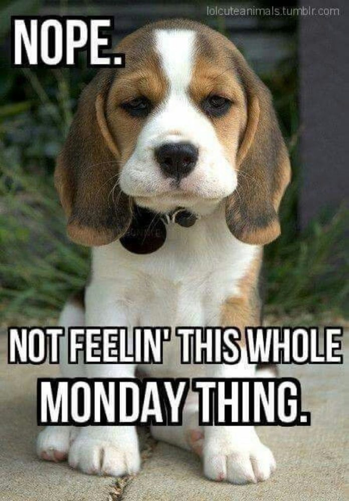 23 funny beagle memes that will make you laugh non-stop