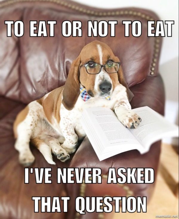 23 funny beagle memes that will make you laugh non-stop
