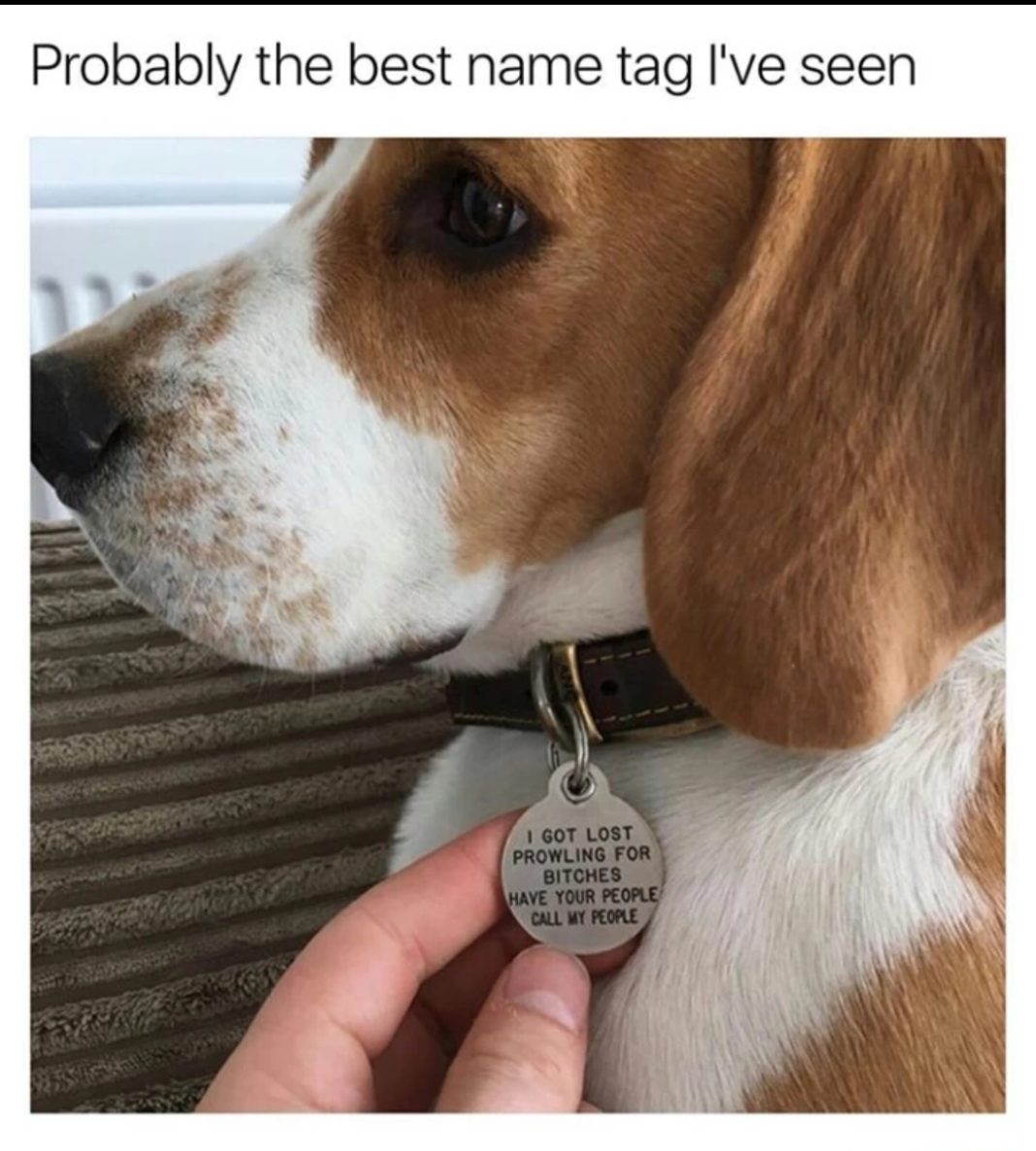 23 funny beagle memes that will make you laugh non-stop